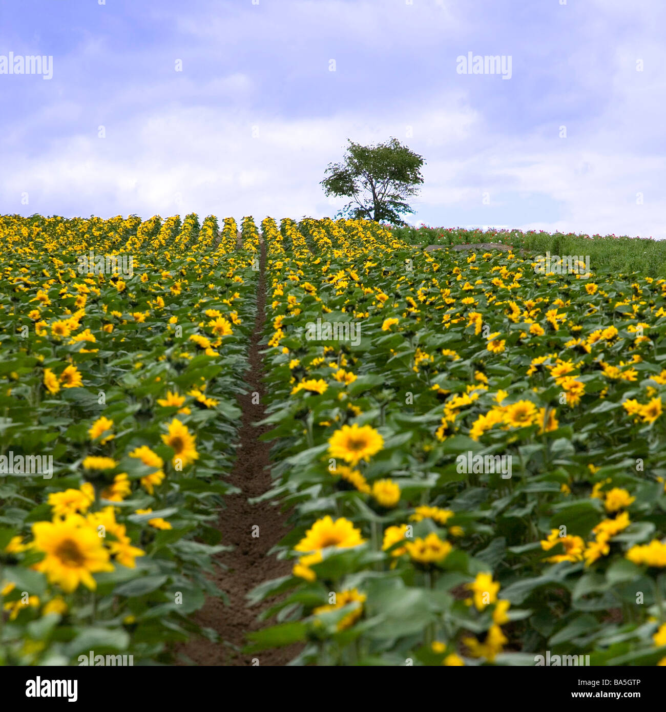 Flower field in Hokkaido sunflower Stock Photo - Alamy