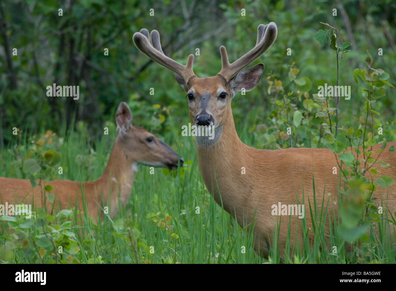 White-tailed buck and doe in summer field Stock Photo - Alamy