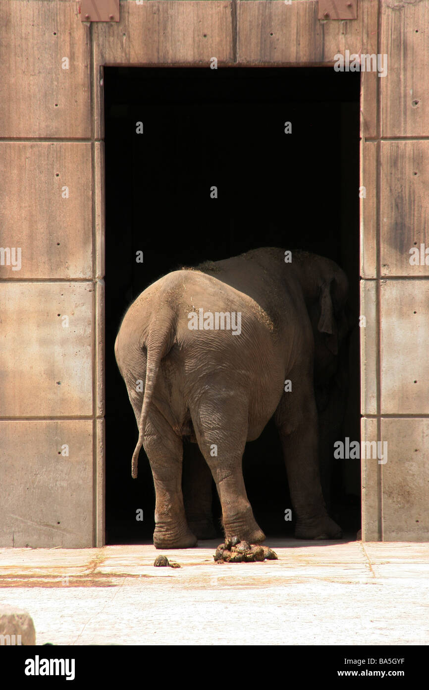 Elephant foot house hi-res stock photography and images - Alamy