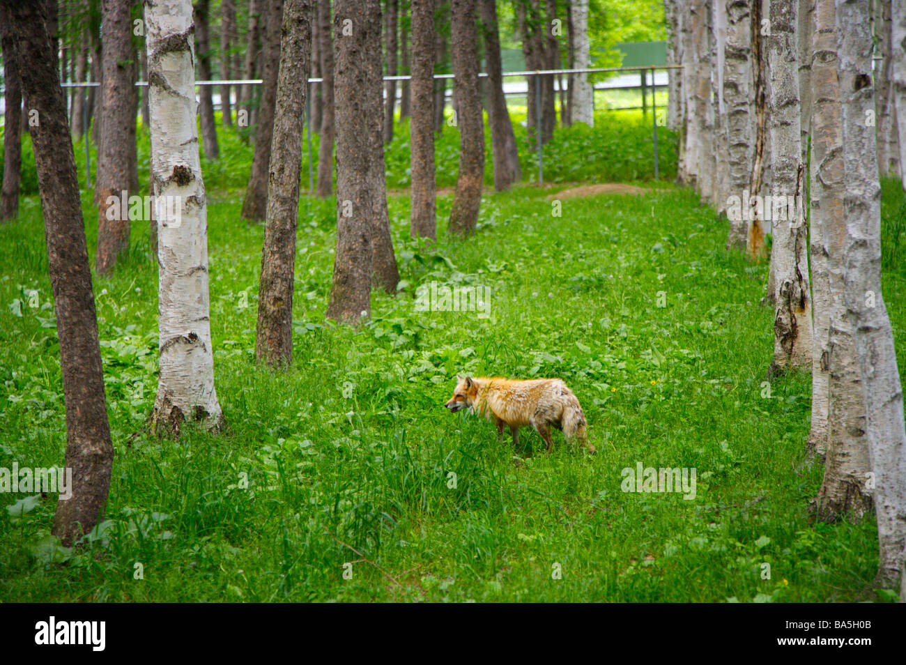 Dog on grass with trees Stock Photo - Alamy