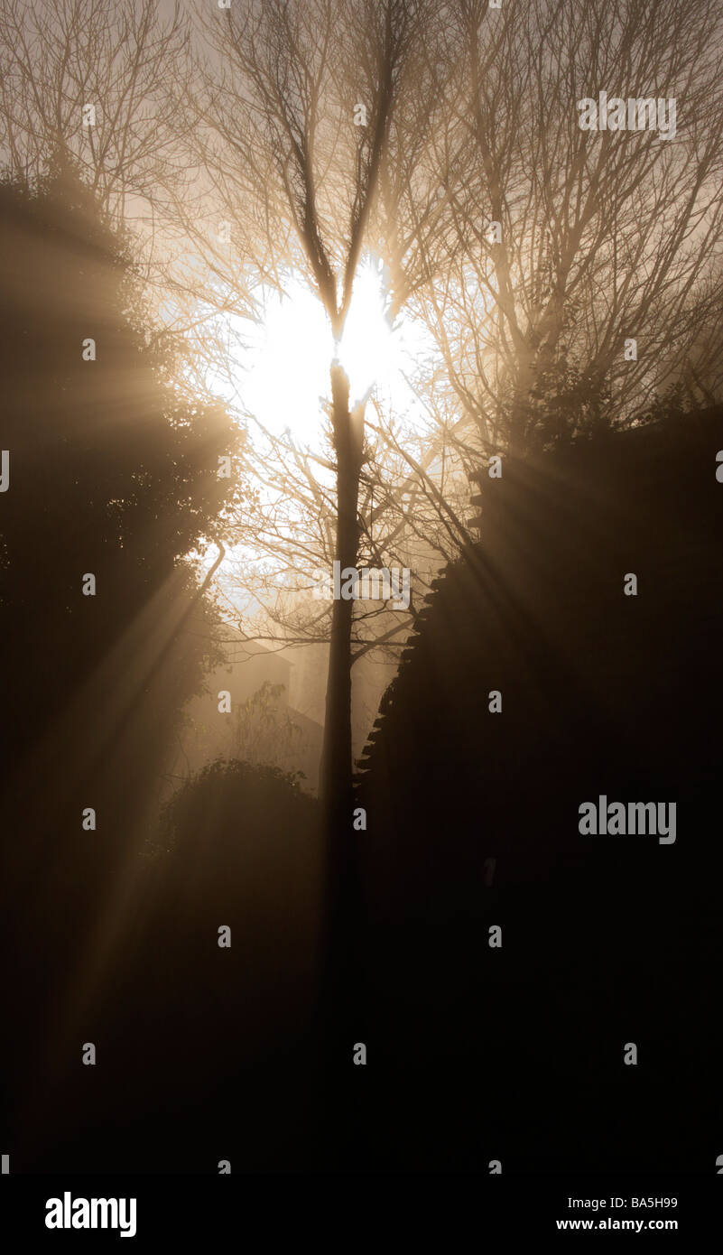 Diffuse sunlight hi-res stock photography and images - Alamy