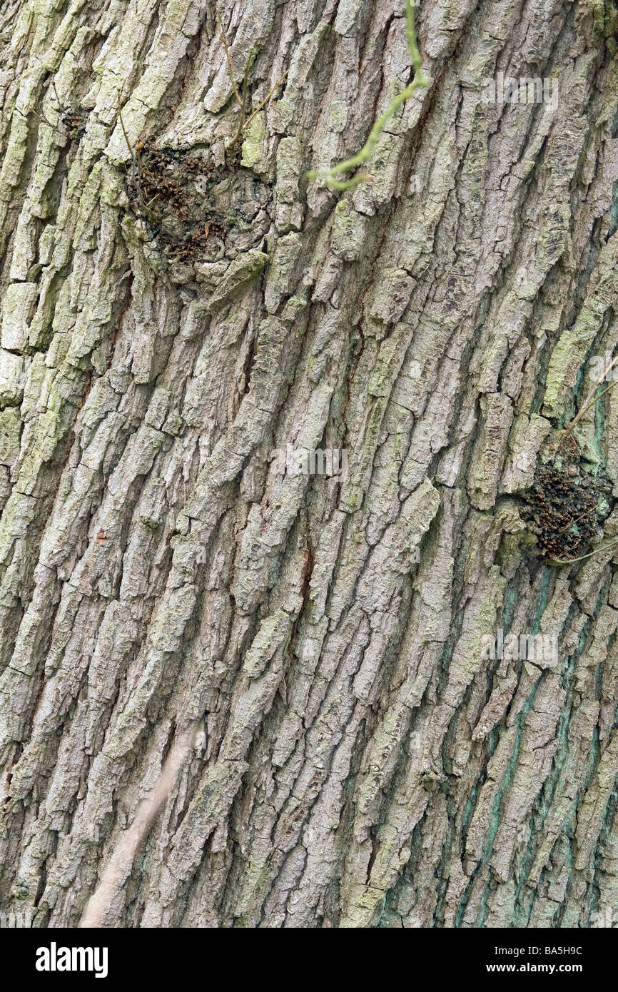 Patterns in nature hi-res stock photography and images - Alamy