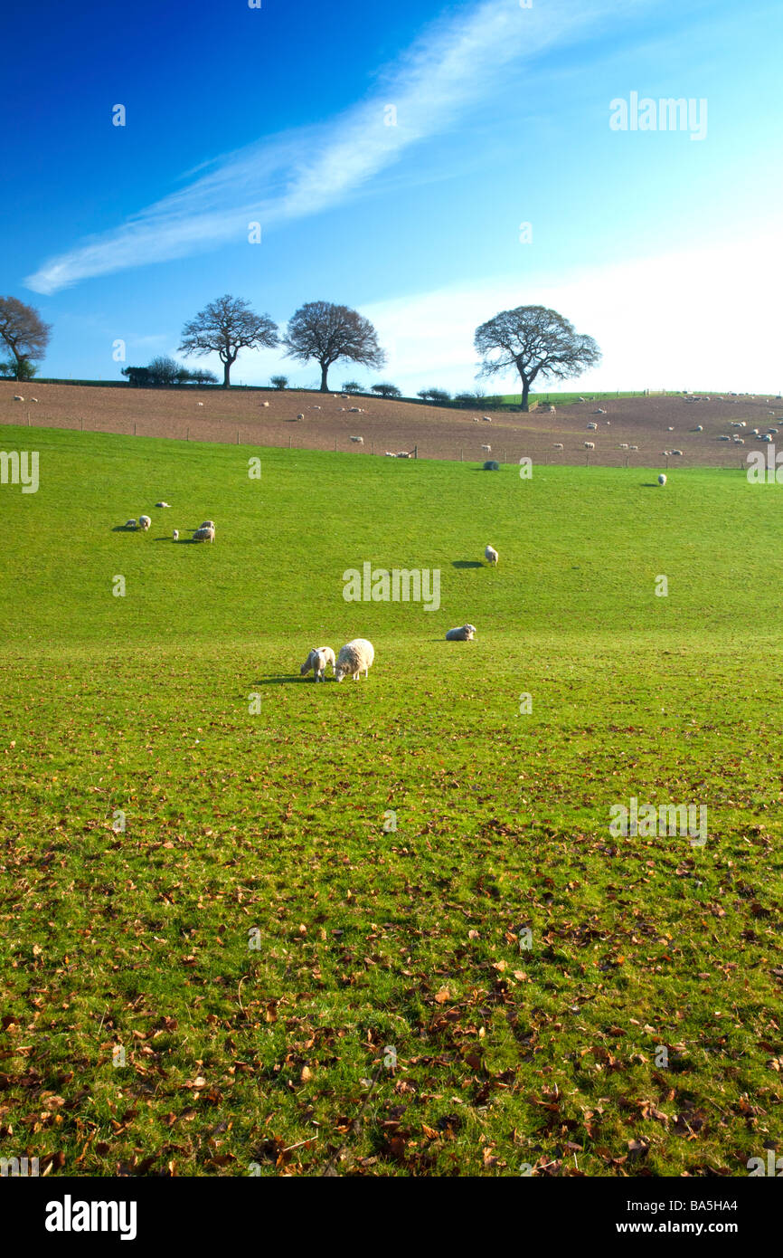 Early morning over wintering pasture land with blue sky and tree line ...