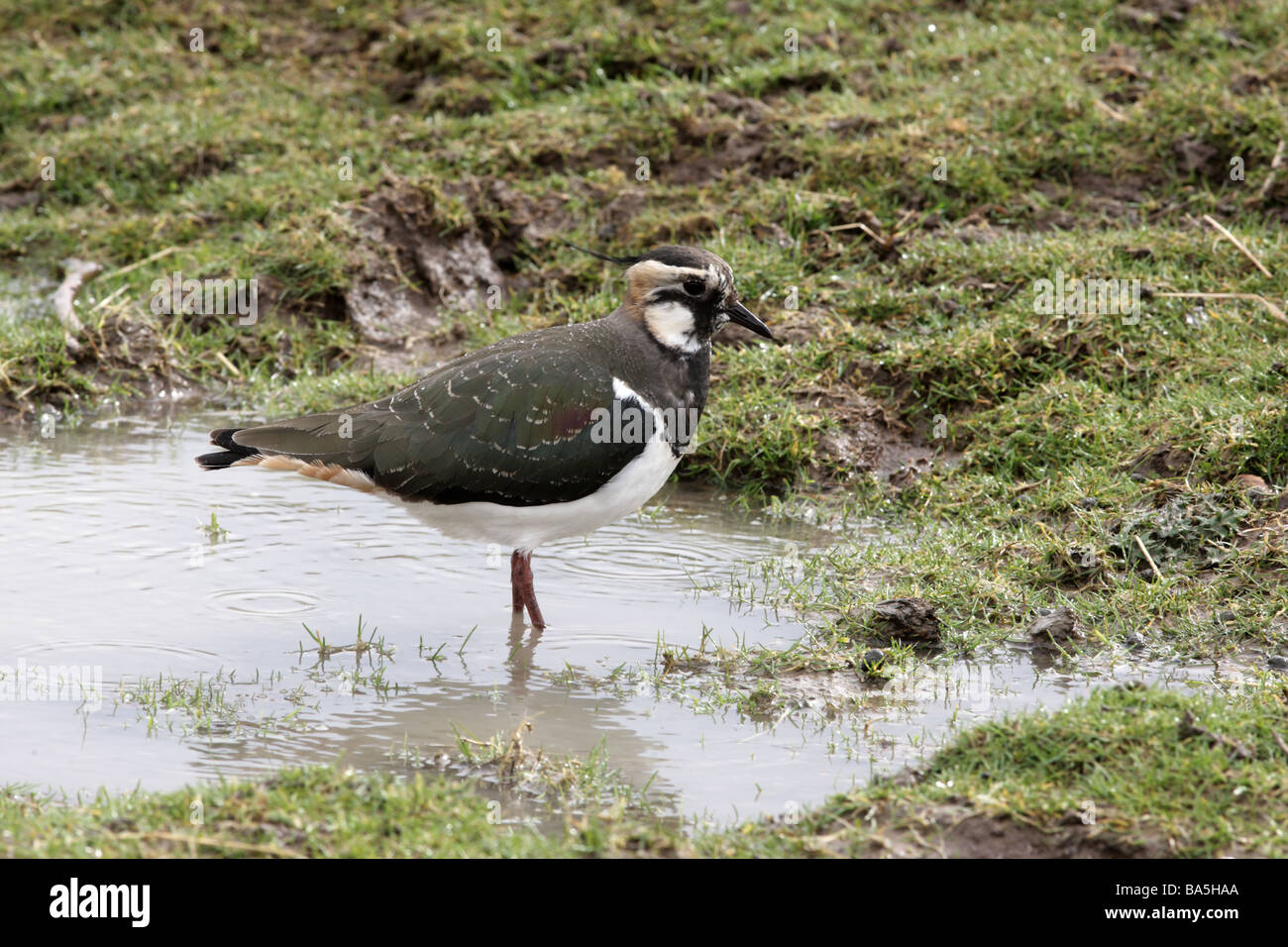 Vanellus vanellus spring hi-res stock photography and images - Alamy