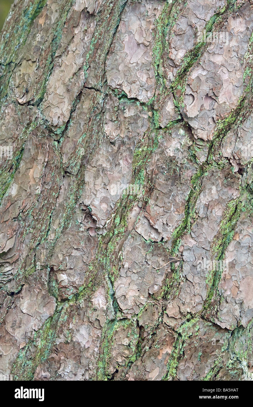 Patterns in Nature Stock Photo - Alamy