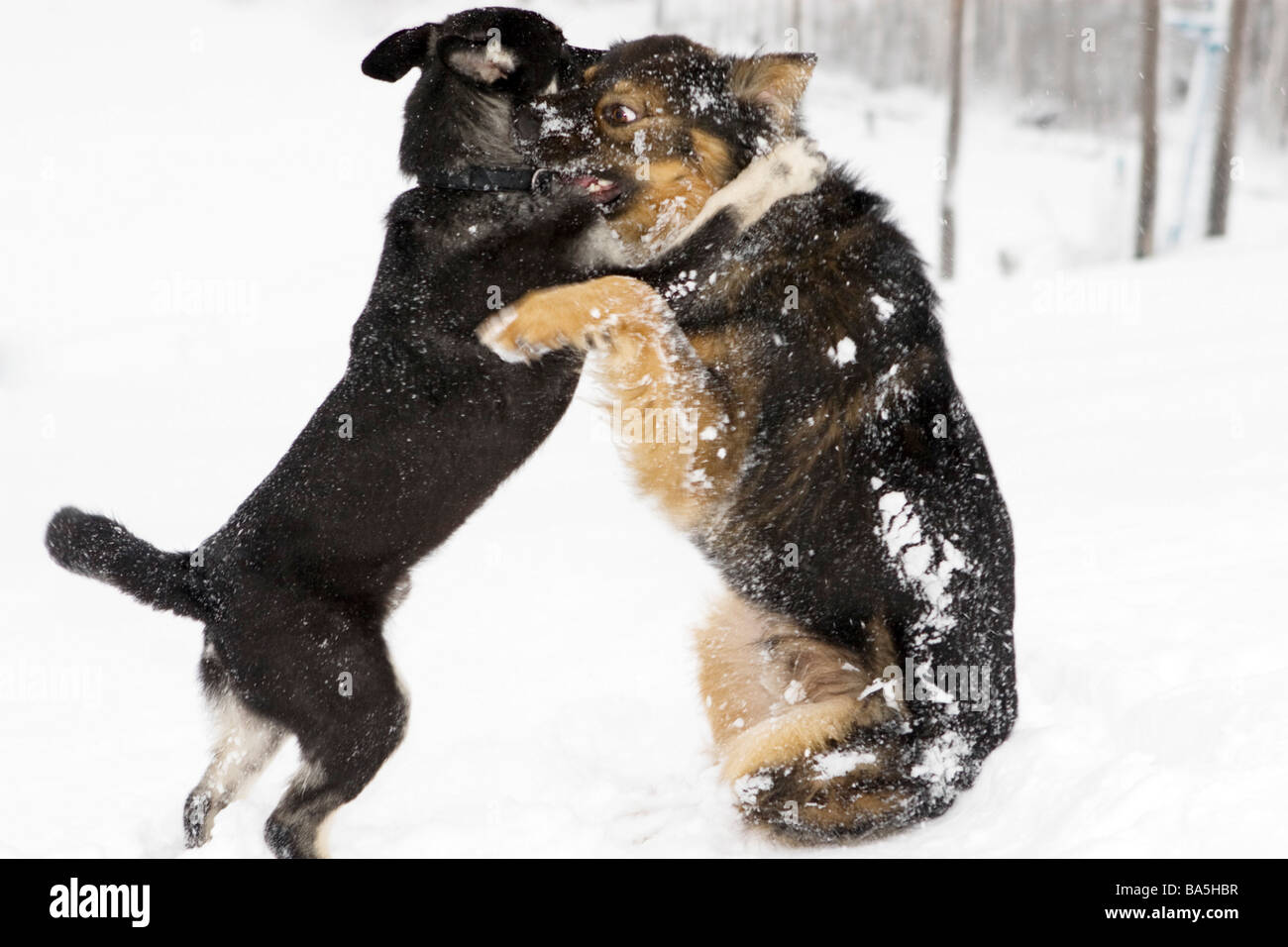 Couple fight over dog hi-res stock photography and images - Alamy