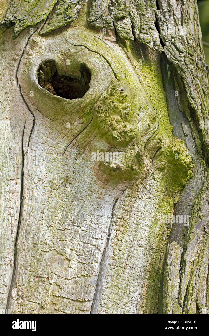Patterns in trees hi-res stock photography and images - Alamy