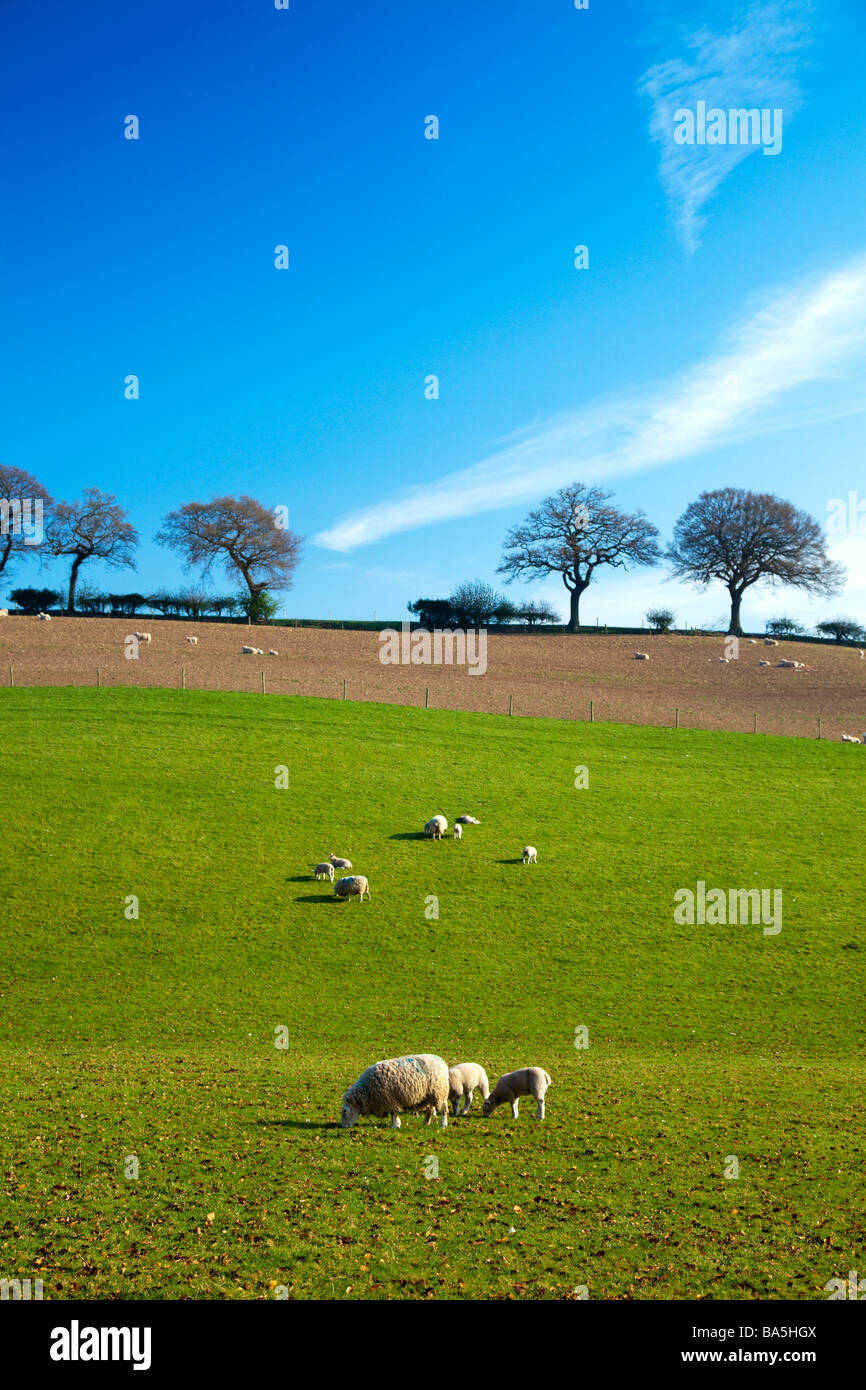 Early morning over wintering pasture land with blue sky and tree line ...