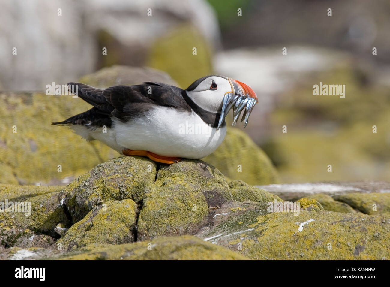 Puffin Fratercula artica Alcidae Stock Photo - Alamy