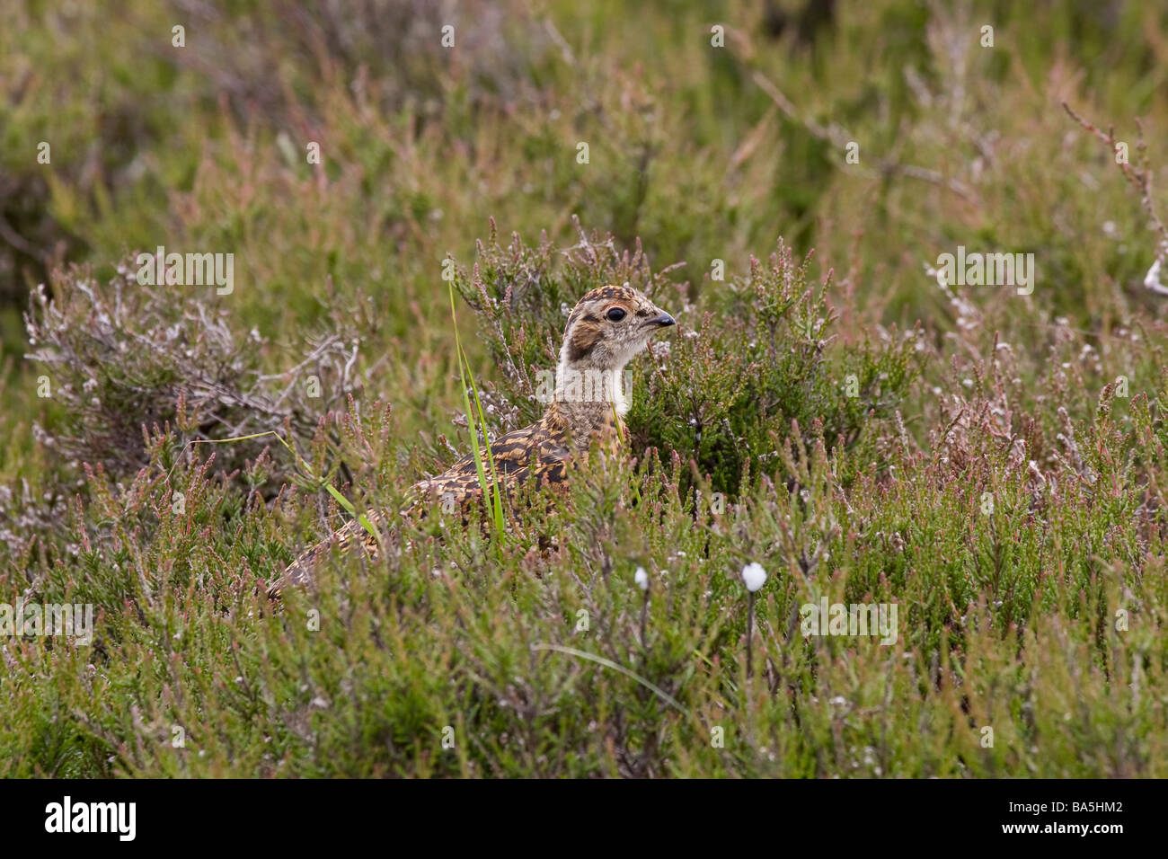 Young red grouse hi-res stock photography and images - Alamy