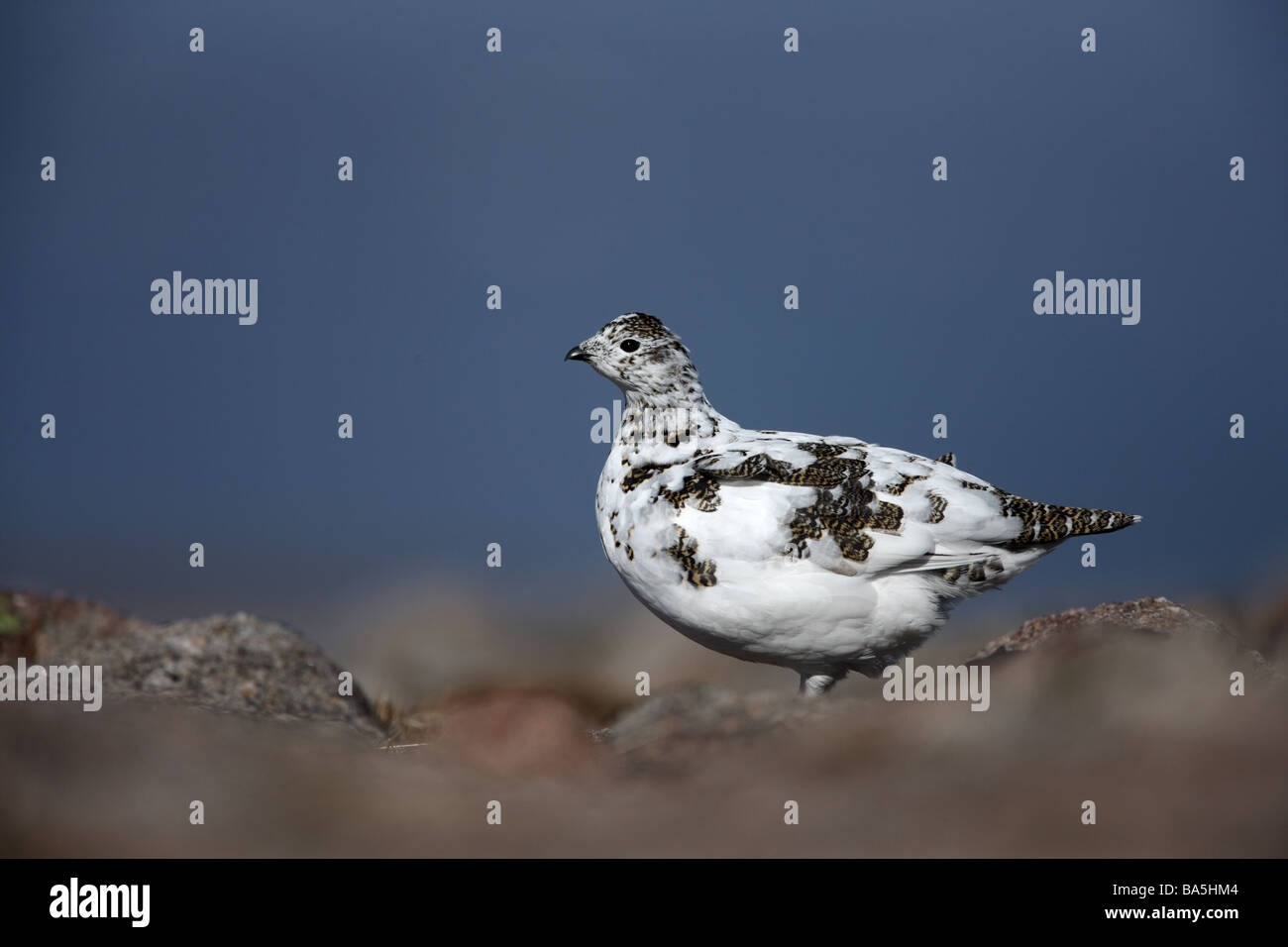 Spring scotland hi-res stock photography and images - Alamy
