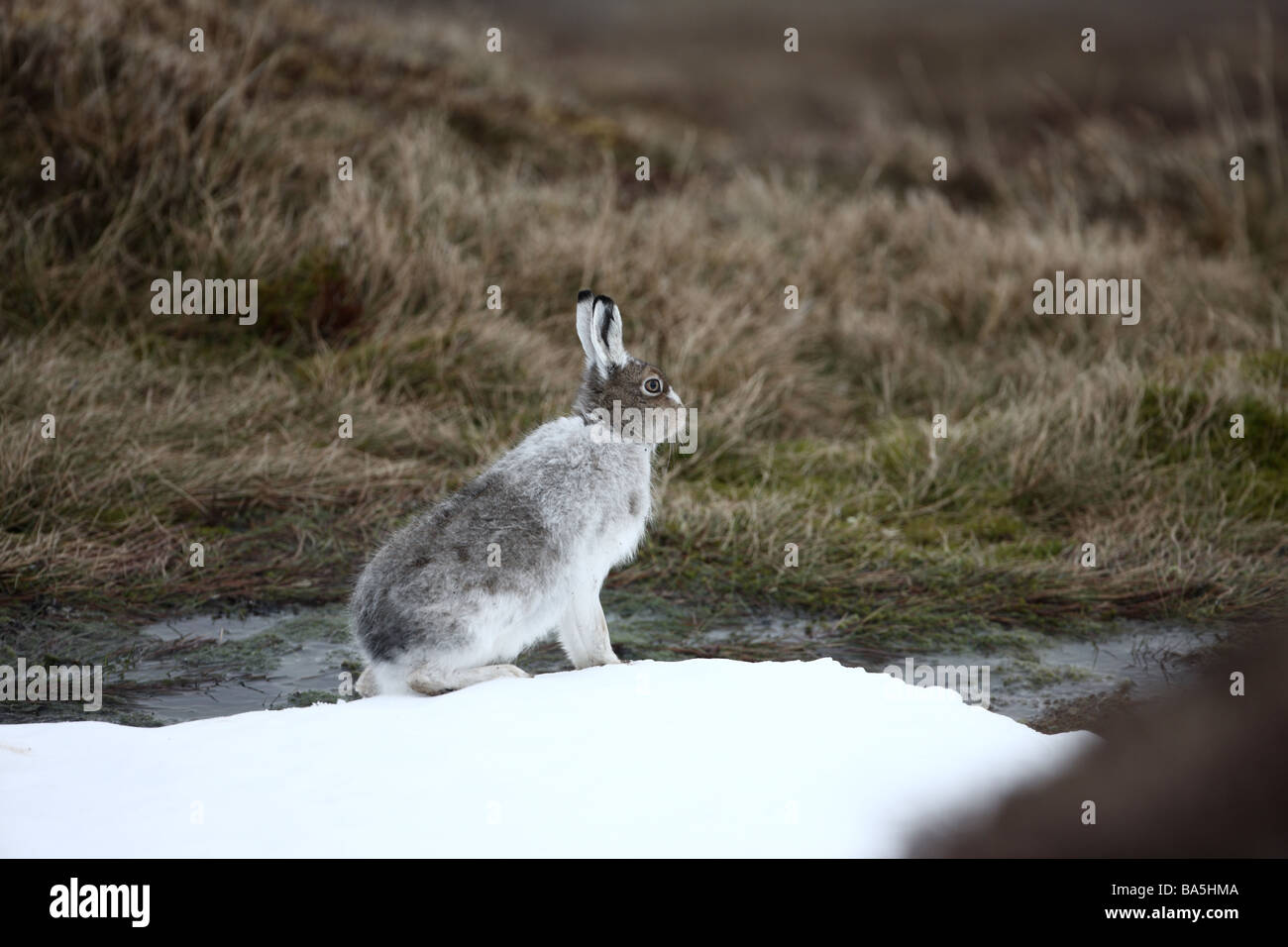 Spring hare hi-res stock photography and images - Alamy