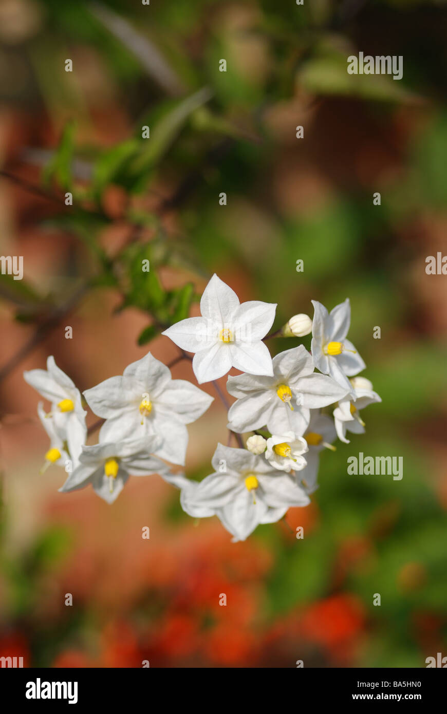 Horticulturgarden hi-res stock photography and images - Alamy
