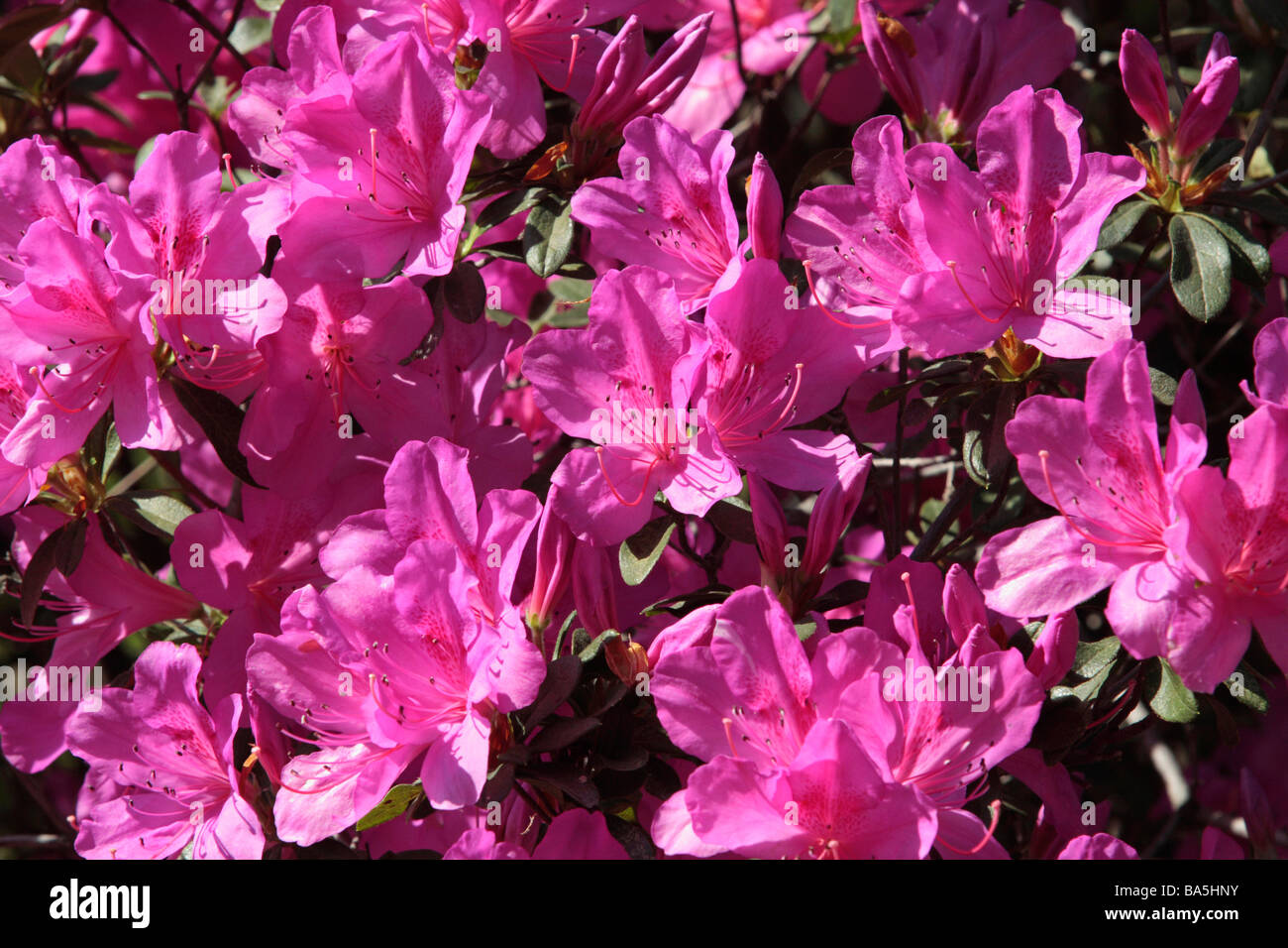 Rhododendron blooms in garden Stock Photo - Alamy