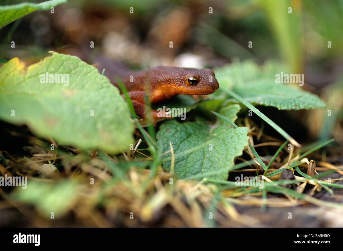 A rough skinned newt on the ground amongst leaves and grass taricha ...