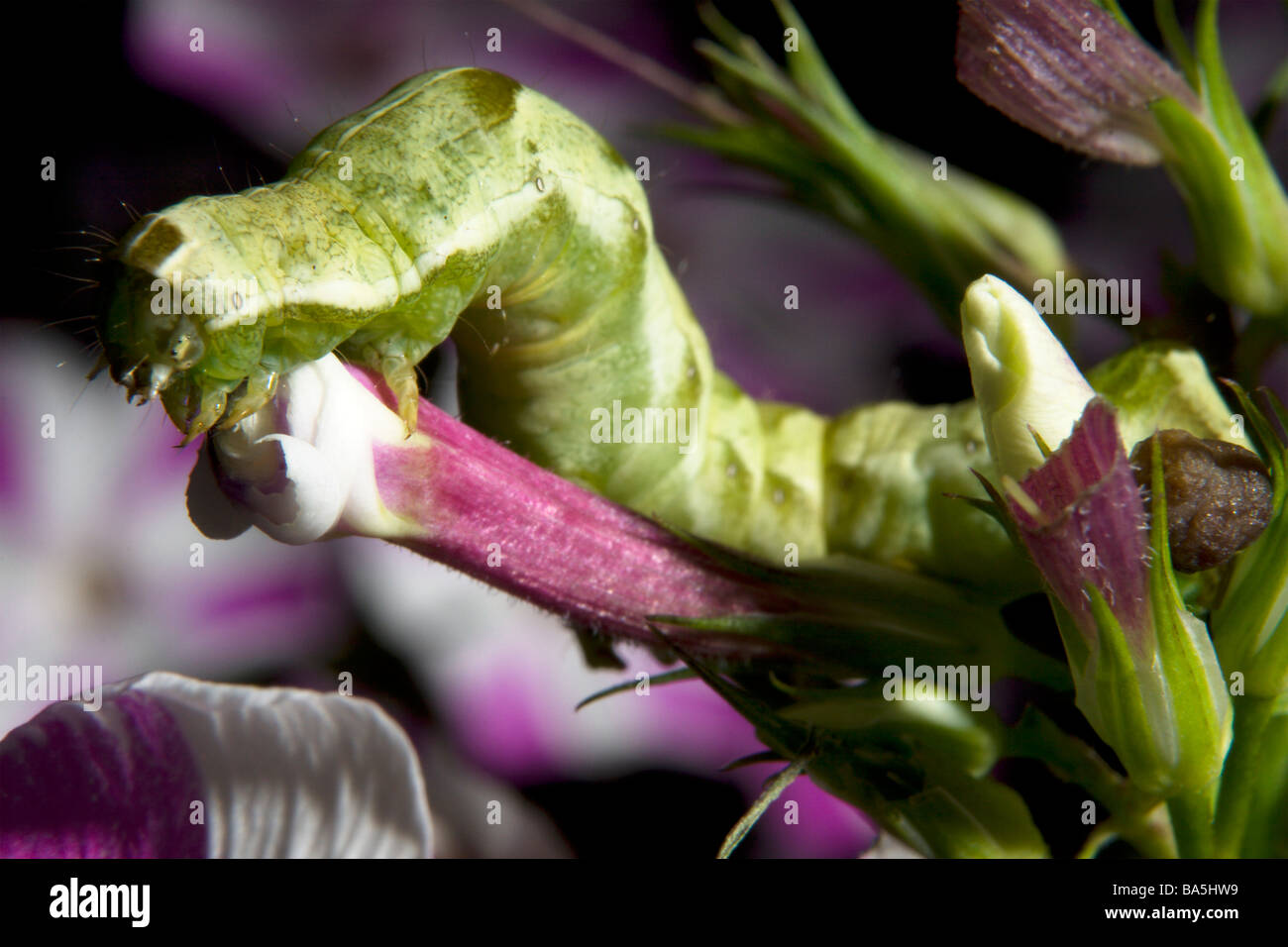 View of green caterpillar (Geometer moths) feeding on flowers Stock ...