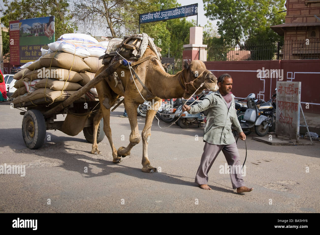 Man walking barefoot, leading his camel and camel drawn cart along a ...