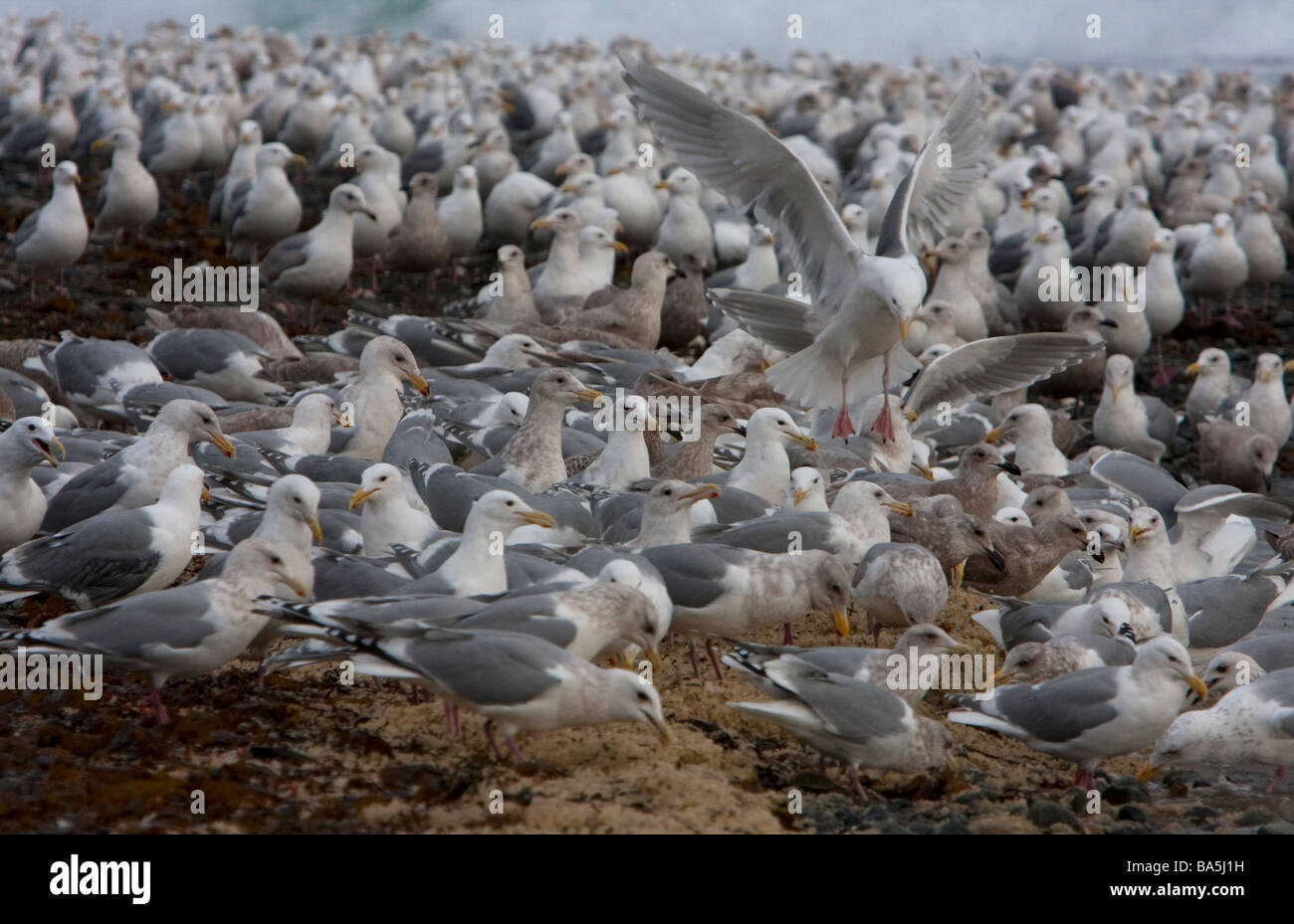 A dense flock of various gull species on the beach feeding off the ...