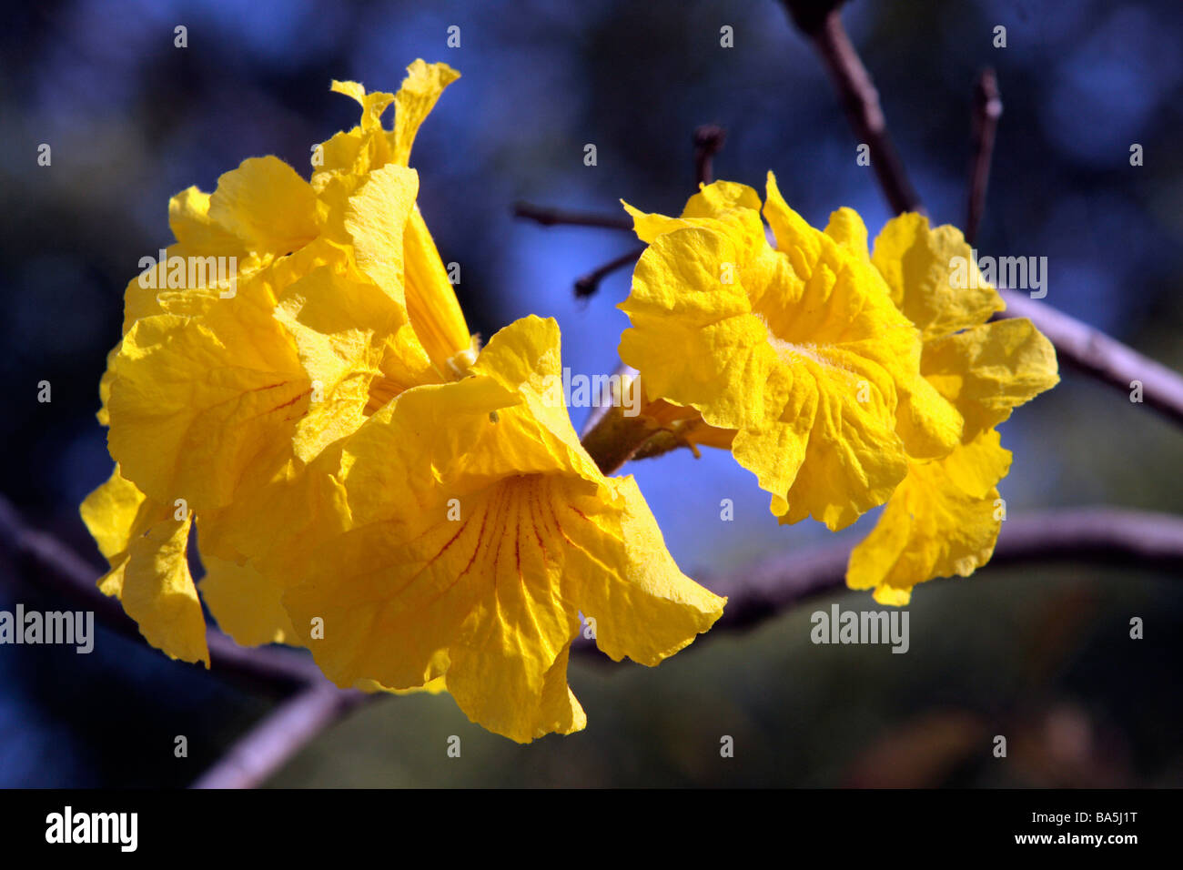 Tabebuia chrysantha flowers bloom in spring Taiwan Stock Photo - Alamy