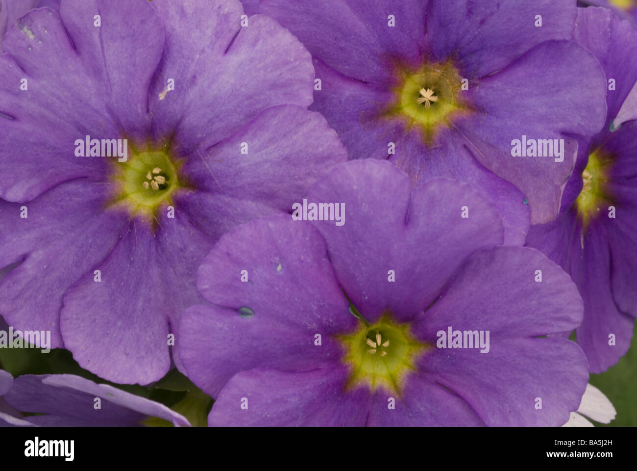Flower of Primrose (Primula obconica "Touch Me"), Primulaceae Stock ...