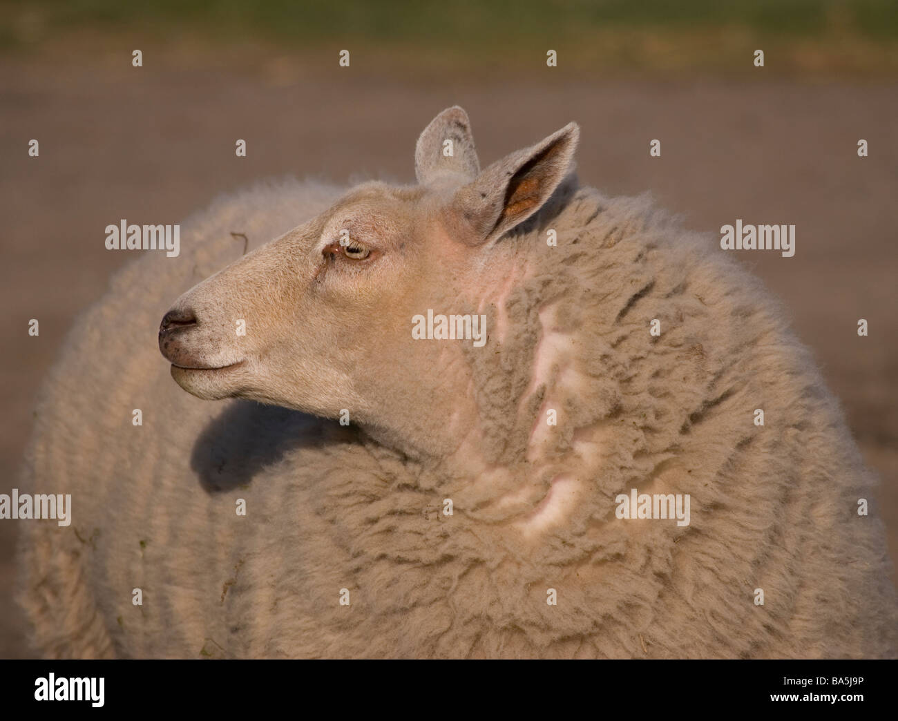 Attractive sheep poses for her portrait Stock Photo - Alamy