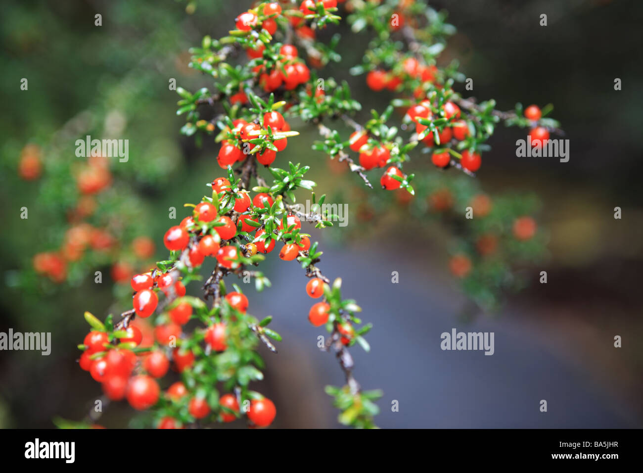 Red berry plant hi-res stock photography and images - Alamy