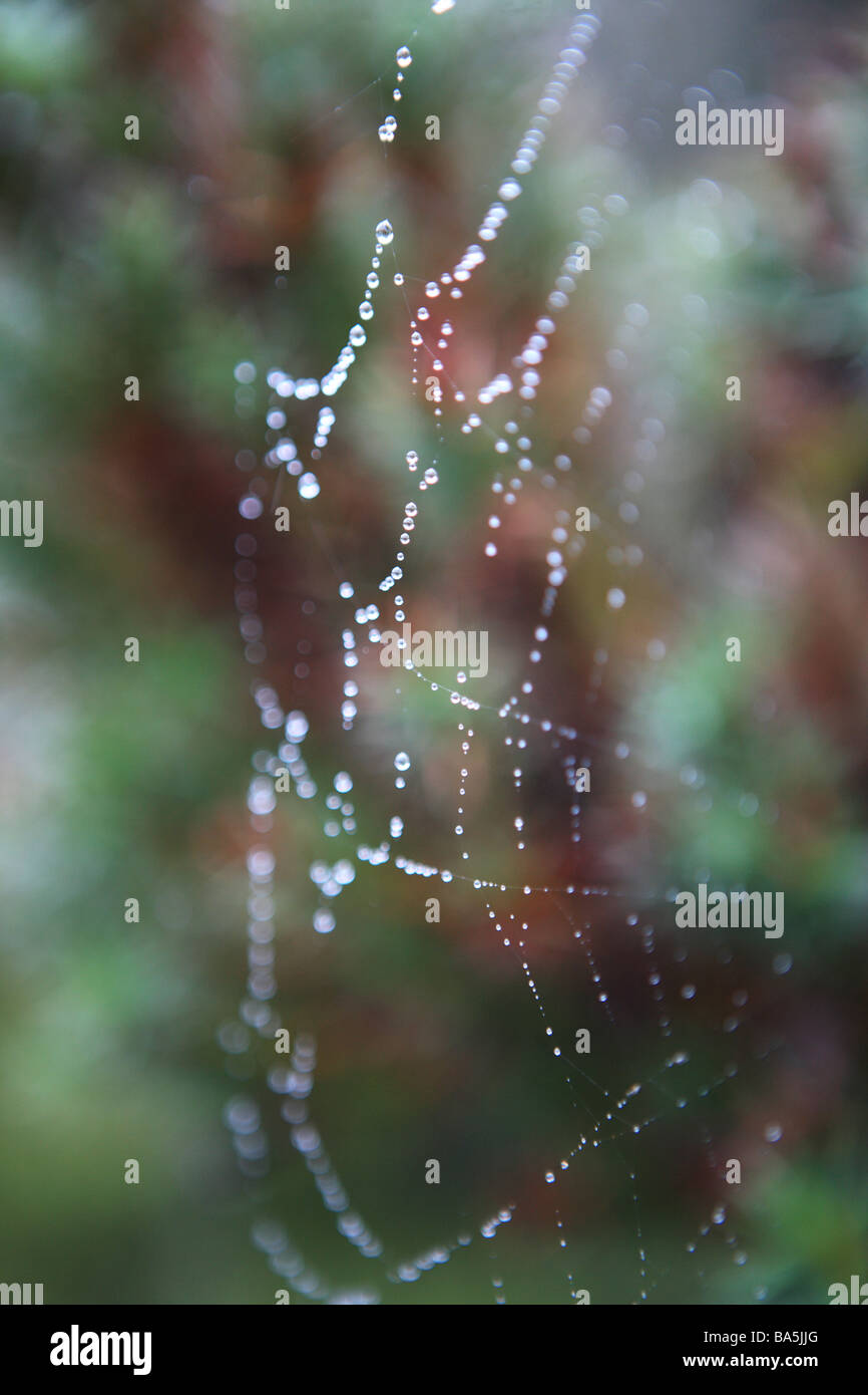 Spider Web in Cradle Mountain, National Park, Tasmania, Australia Stock ...