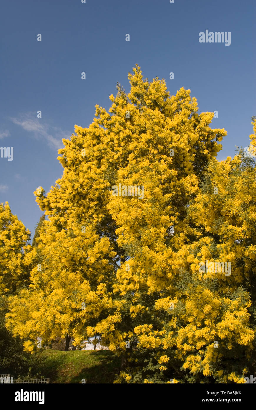 Silver Wattle, Acacia dealbata, mimosa, Fabaceae from Australia Stock ...