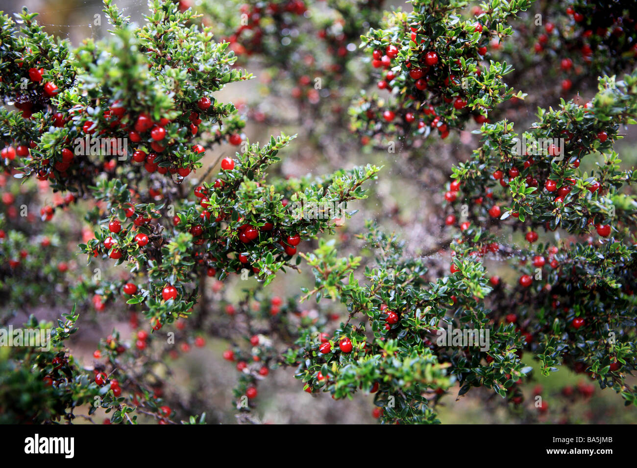 Red Berry Plant in Cradle Mountain, Tasmania, Australia Stock Photo - Alamy
