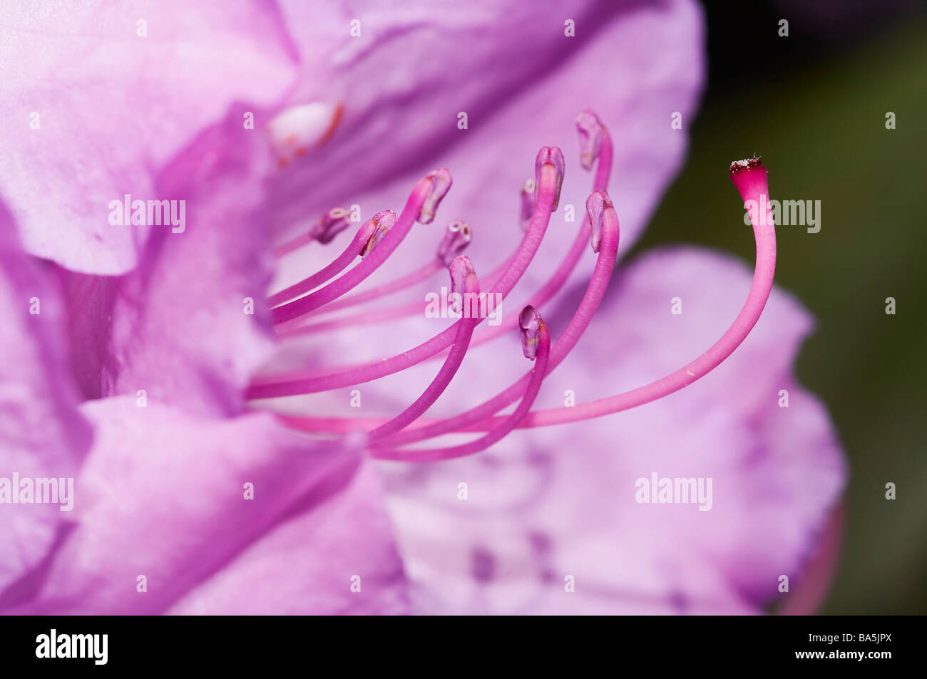 bloom of rose bay Stock Photo - Alamy