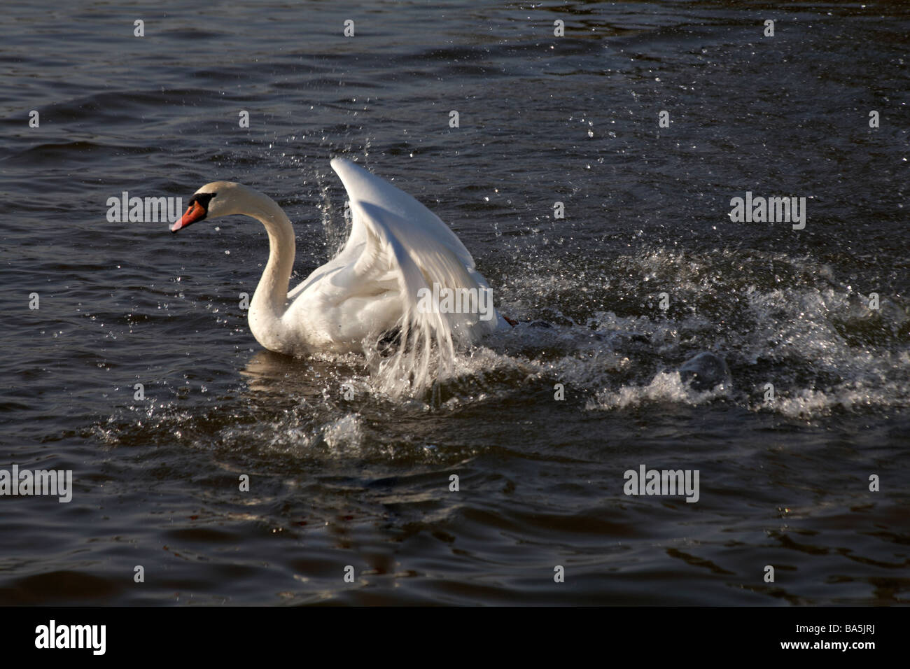 White swan wings outstretched hi-res stock photography and images - Alamy