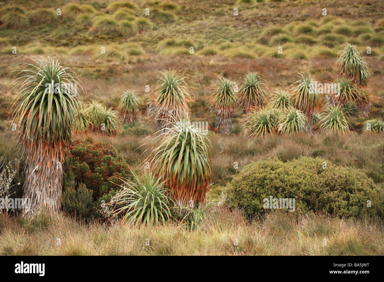 Pandani Trees, Australia, Tasmania, Cradle Mountain, National Park ...