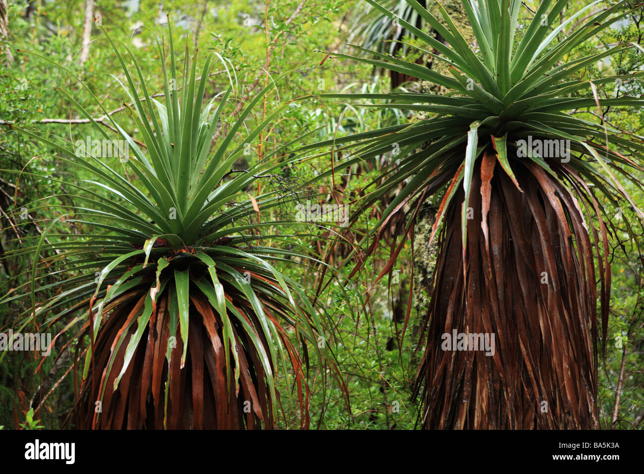 Pandani Trees, Dove lake, Cradle Mountain, Tasmania Stock Photo - Alamy
