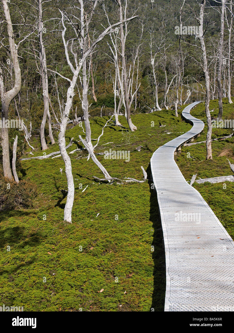 VIEW OF HILLSIDE WITH TREES FROM BOARDWALK CRADLE MOUNTAIN VALLEY PART ...