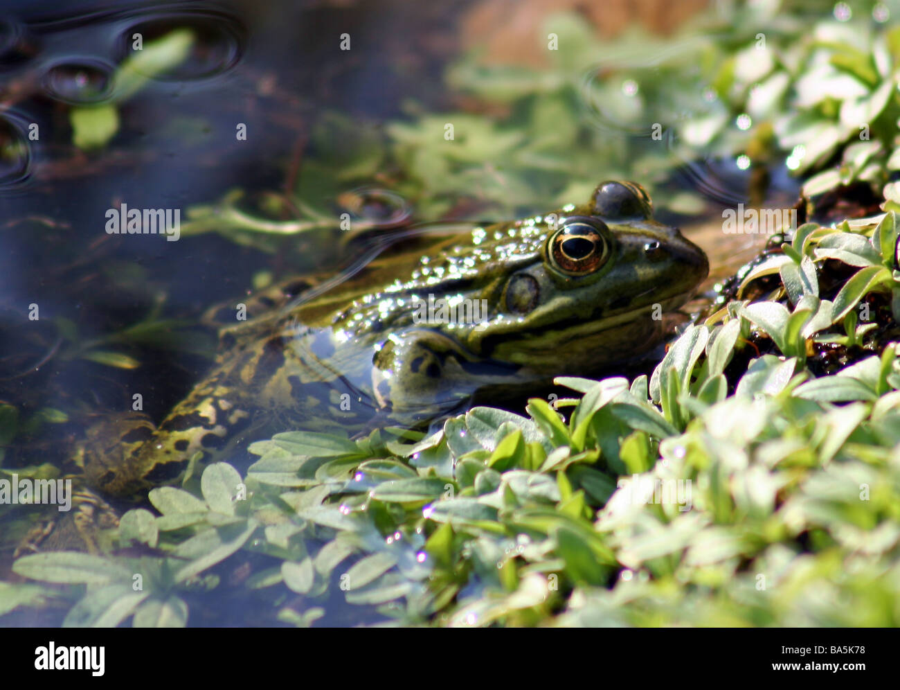 Frog on rose hi-res stock photography and images - Alamy