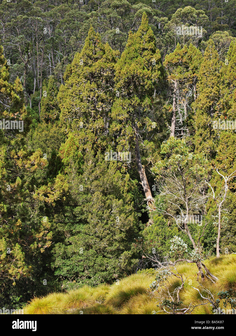 VIEW OF HILLSIDE WITH TREES FROM BOARDWALK CRADLE MOUNTAIN VALLEY PART ...