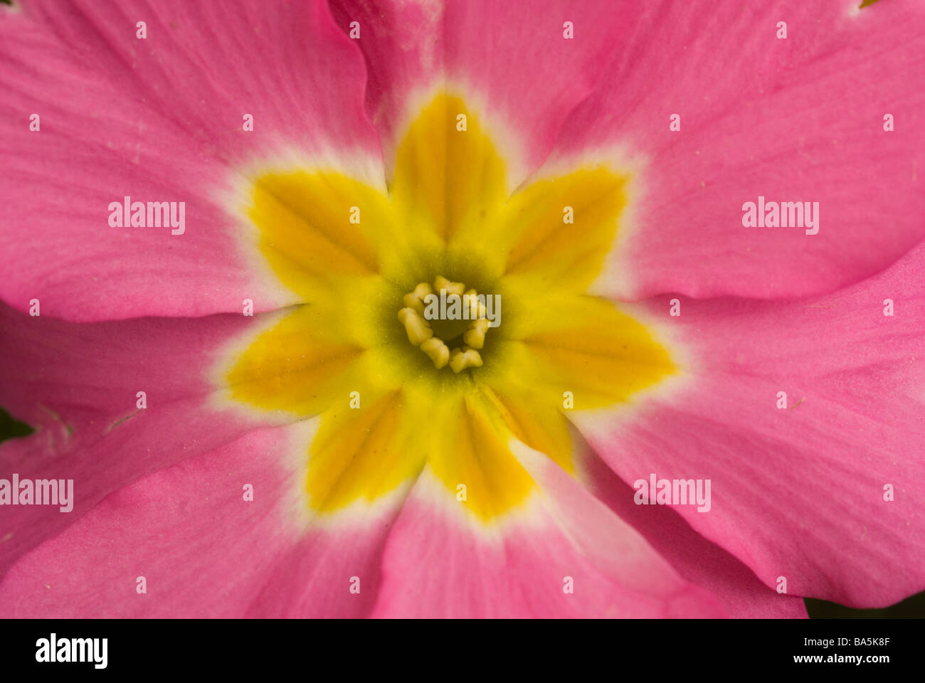 Flower of Primrose (Primula obconica), Primulaceae Stock Photo - Alamy