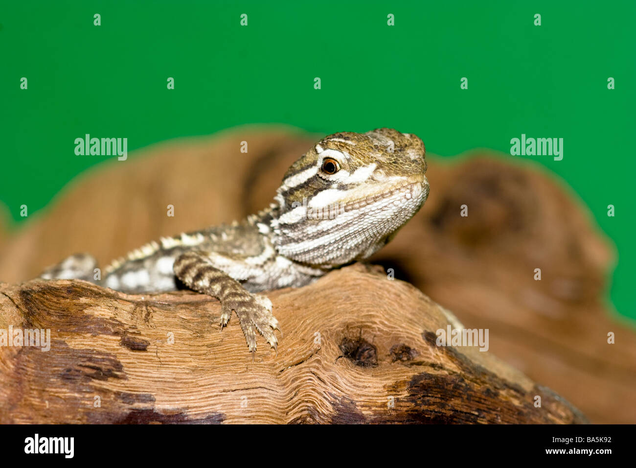 young bearded dragons Stock Photo - Alamy