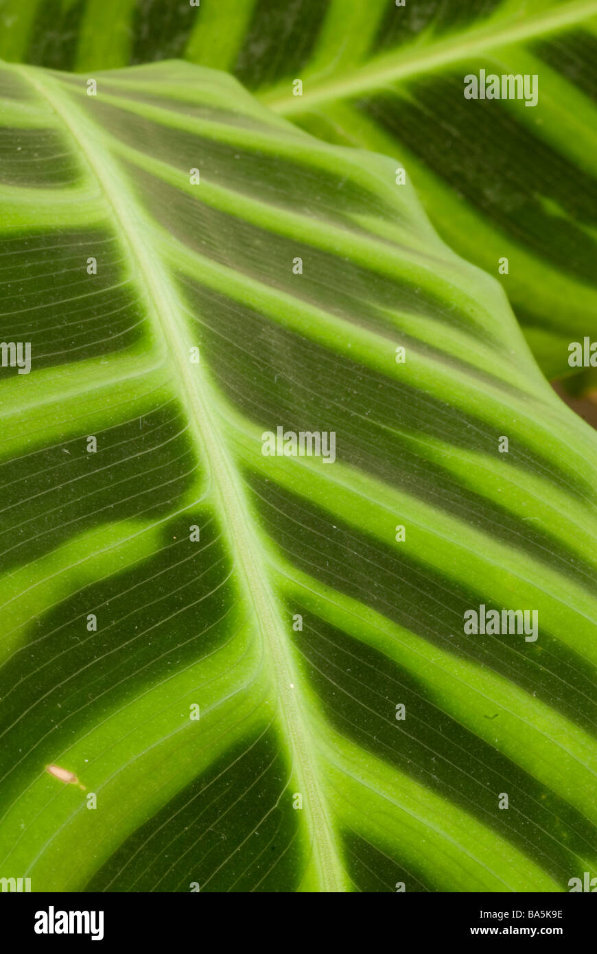 Marantaceae hi-res stock photography and images - Alamy