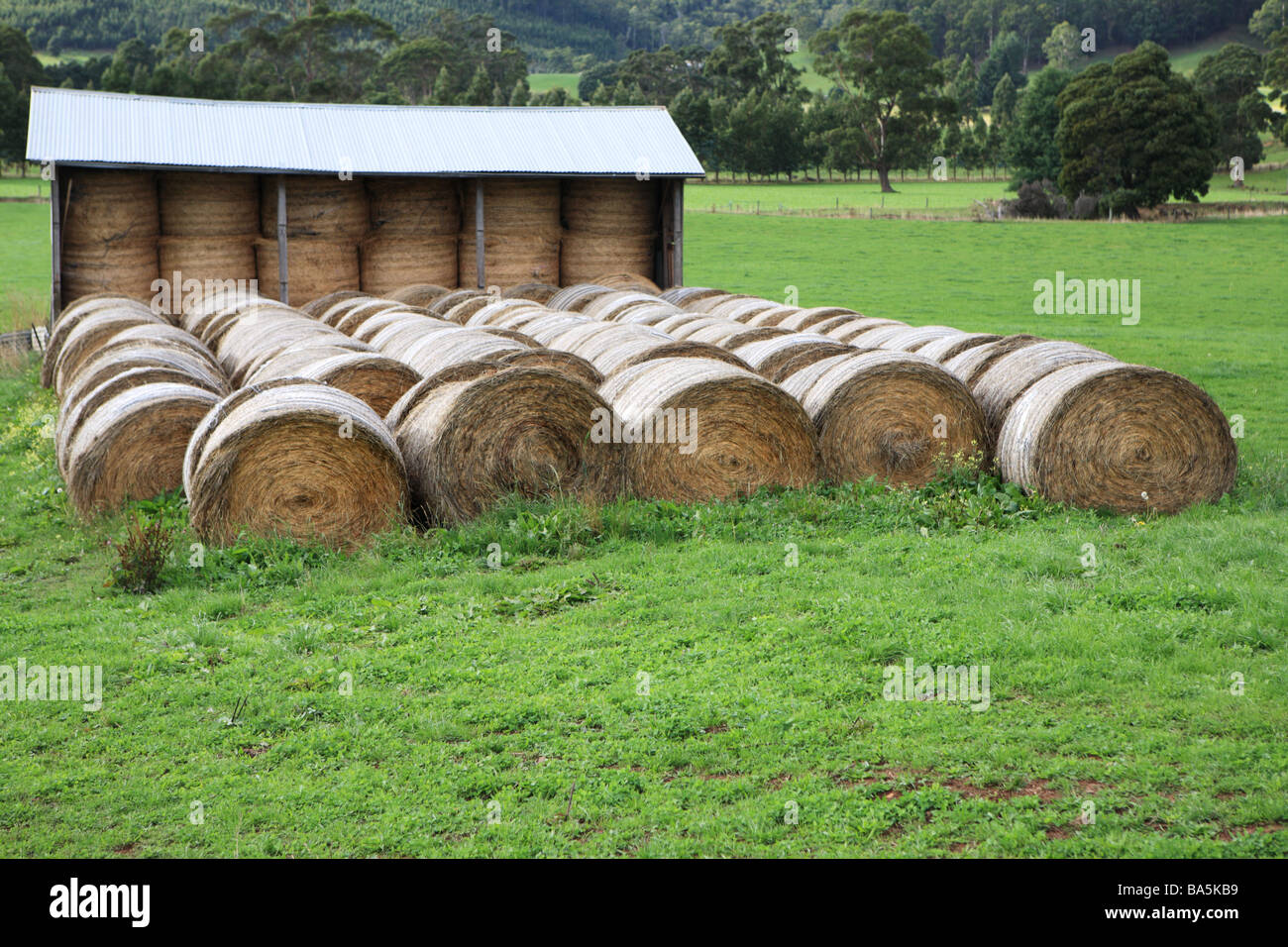 Hay stacks on farm in South Island, New Zealand Stock Photo - Alamy