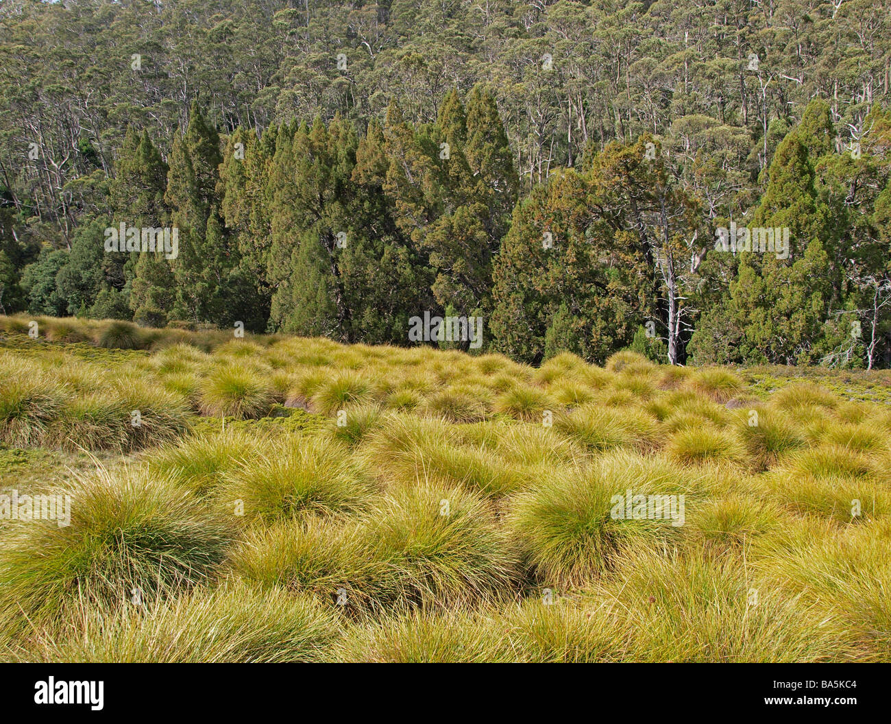 Grass trees of australia hi-res stock photography and images - Alamy