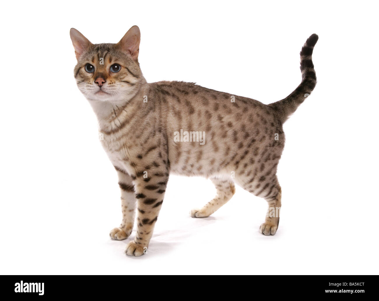 Silver bengal spotted cat hi-res stock photography and images - Alamy