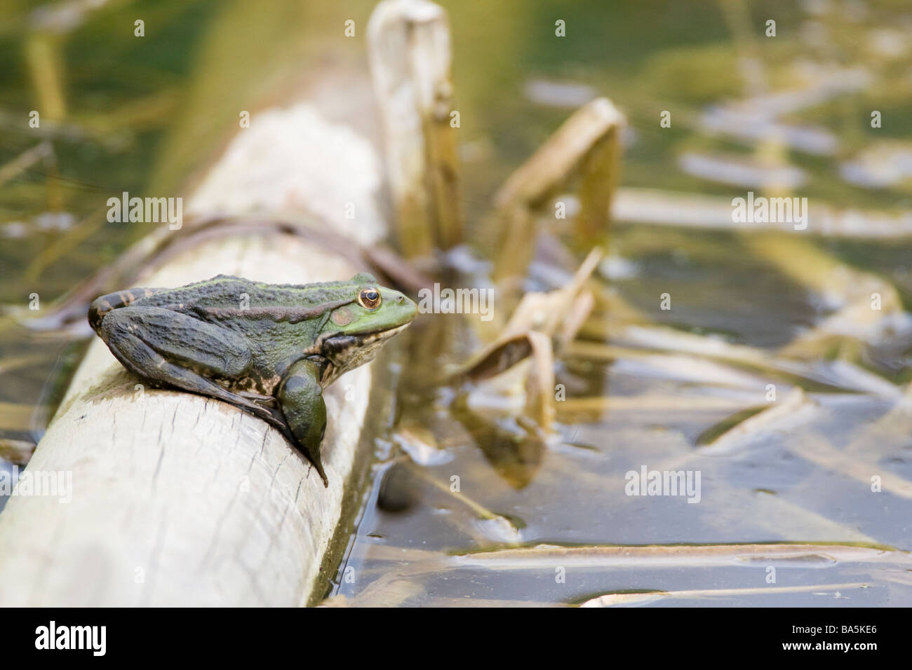 Marsh Frog Pelophylax ridibundus Essex UK spring Stock Photo - Alamy