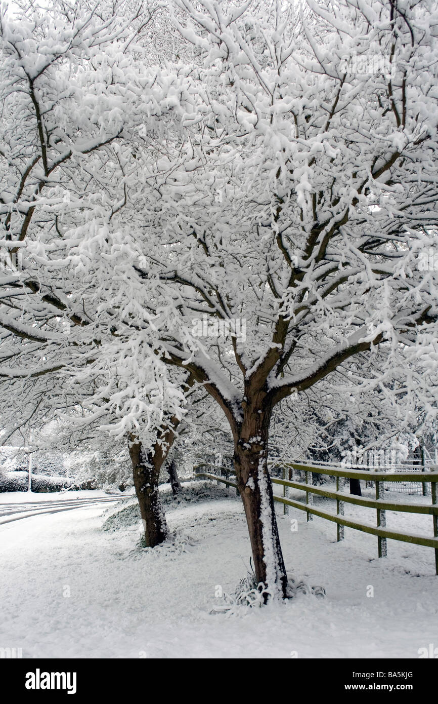 Stunning trees glisten with snow Stock Photo - Alamy