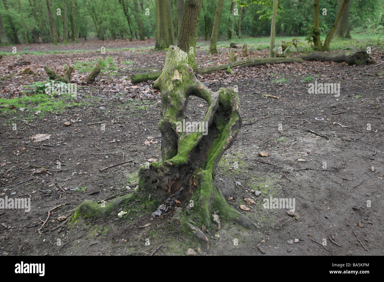 Oxleas wood hi-res stock photography and images - Alamy