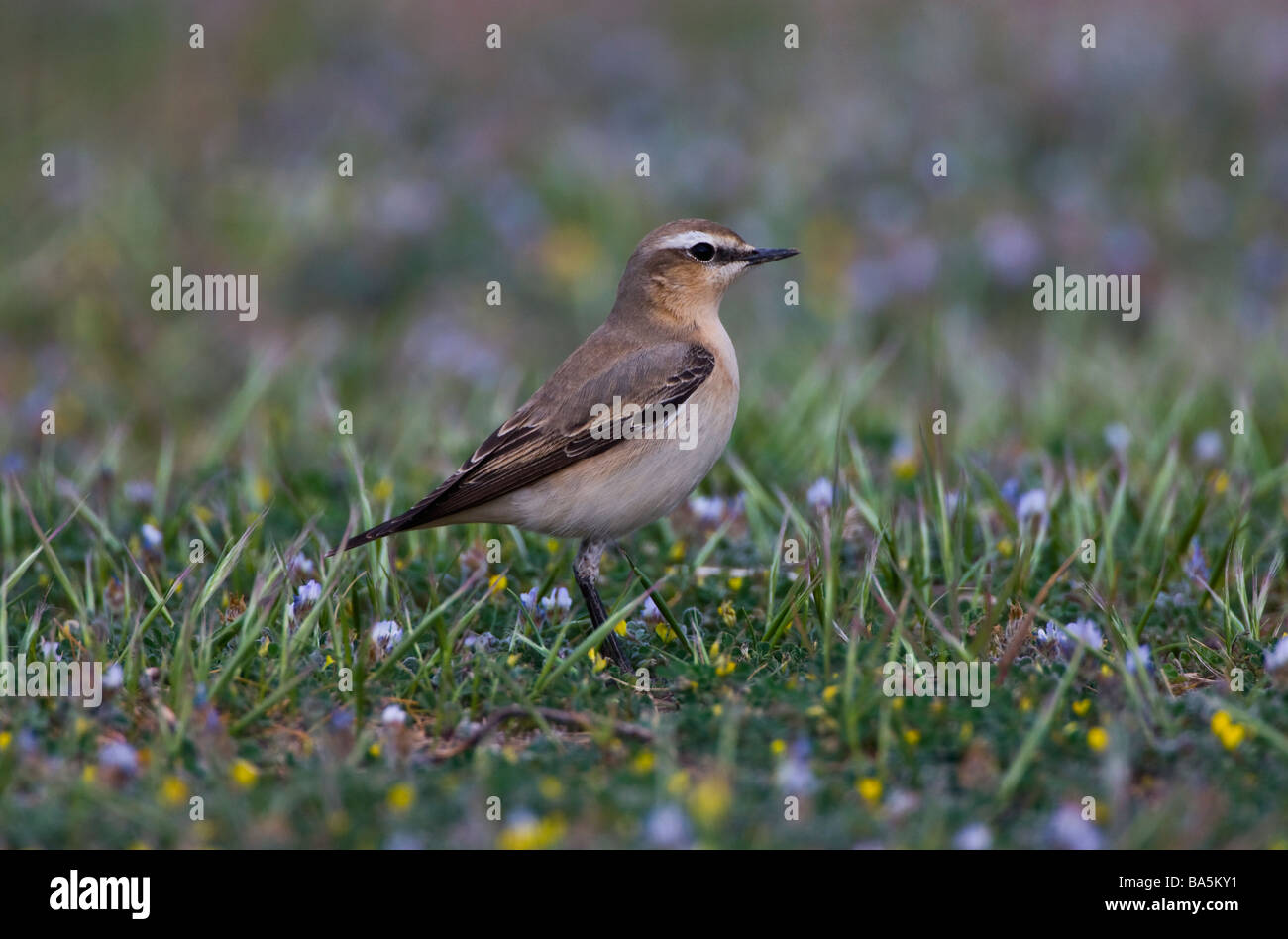 Norther wheatear hi-res stock photography and images - Alamy