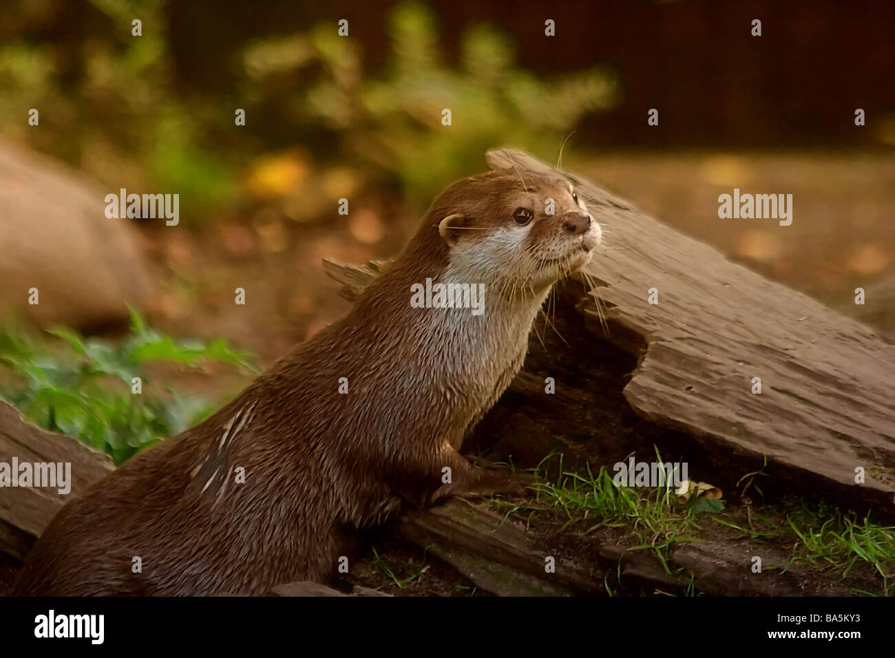 little Otter in the nature Stock Photo - Alamy