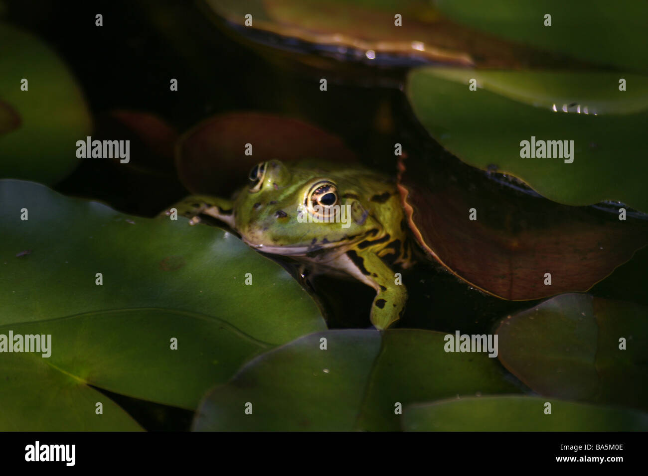 Frog toad hunting hi-res stock photography and images - Alamy