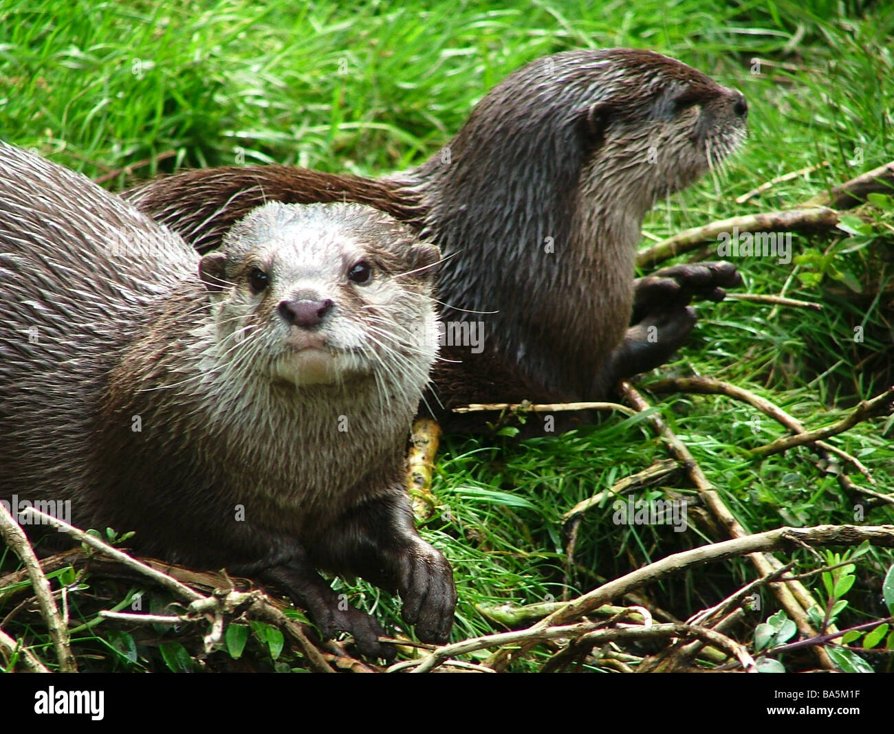 little Otter in the nature Stock Photo - Alamy