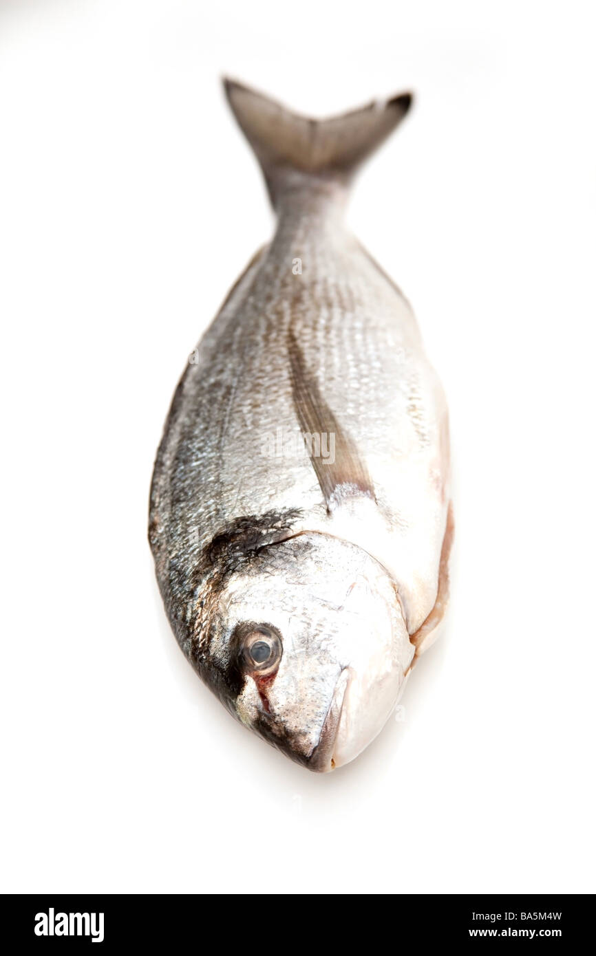 Black sea bream whole isolated on a white studio background Stock Photo ...
